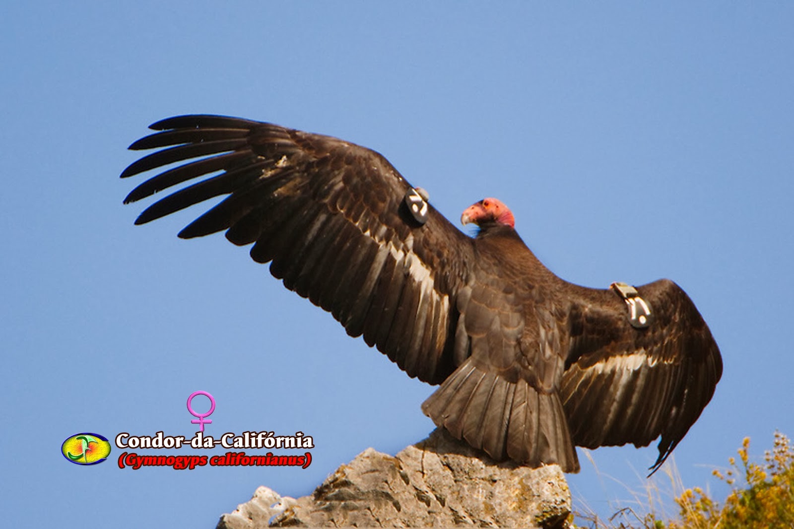 ORNITOLOGIA: Condor-da-California (Gymnogyps californianus)
